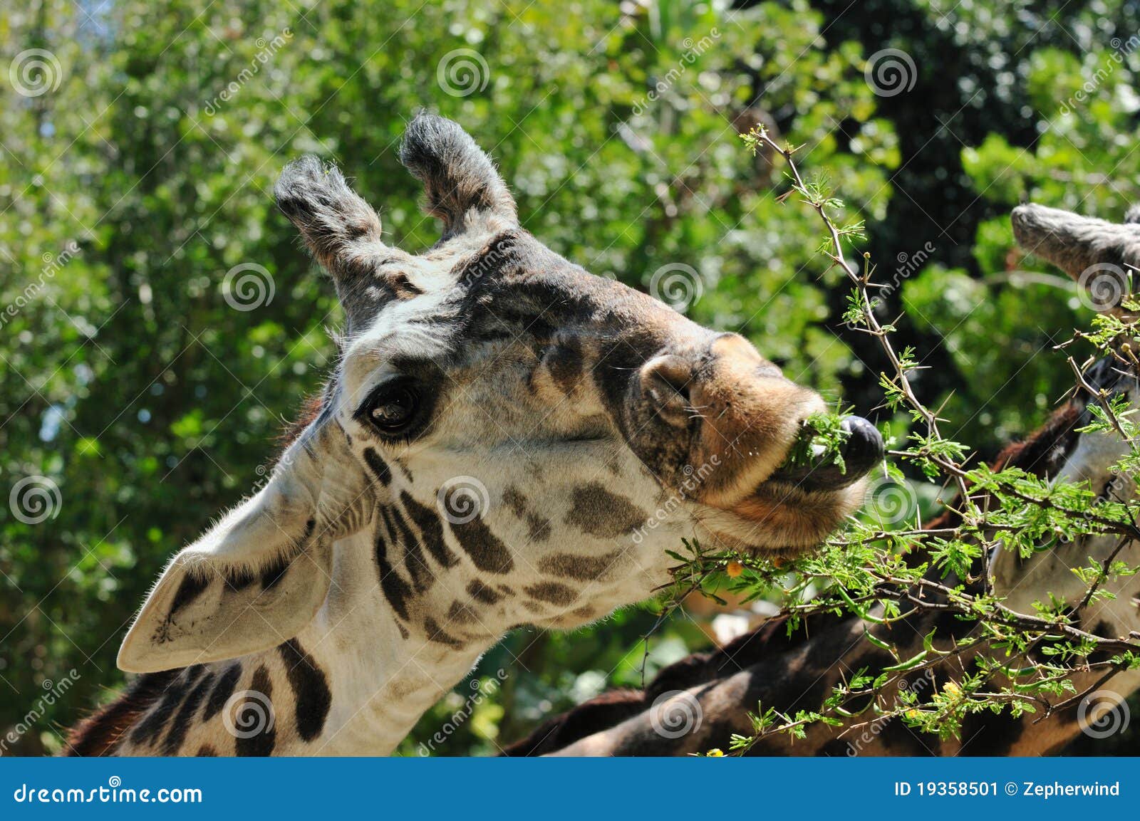 Giraffe stock image. Image of head, long, wildlife, pattern - 19358501