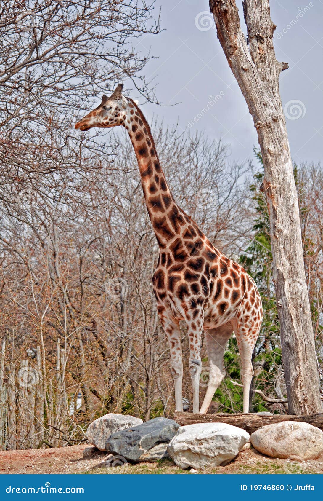 Giraffe stock photo. Image of herd, plains, spots, plain - 19746860