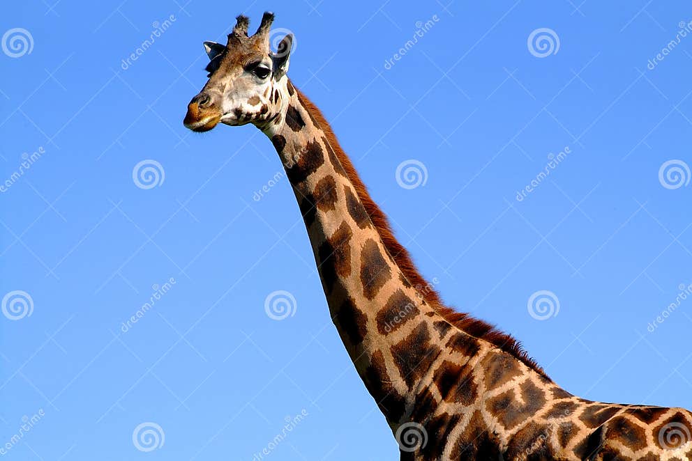 Giraffe 2 stock image. Image of animal, blue, mammal, africa - 252757