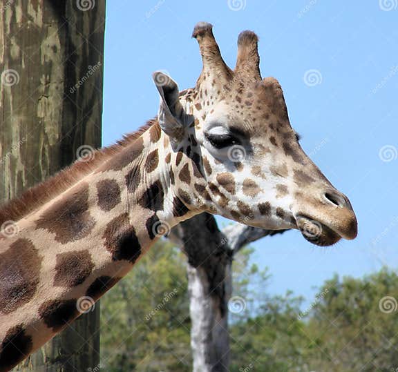 Giraffe foto de stock. Imagem de orelhas, girafa, nave - 2133866