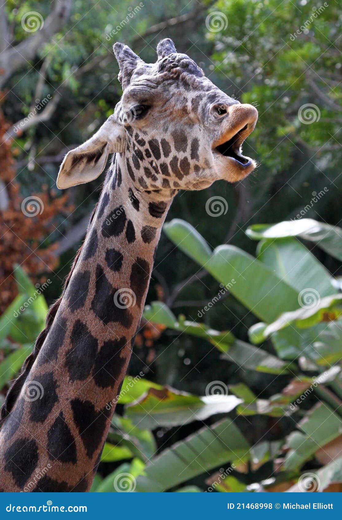 Giraffe stock photo. Image of talking, singing, mouth - 21468998