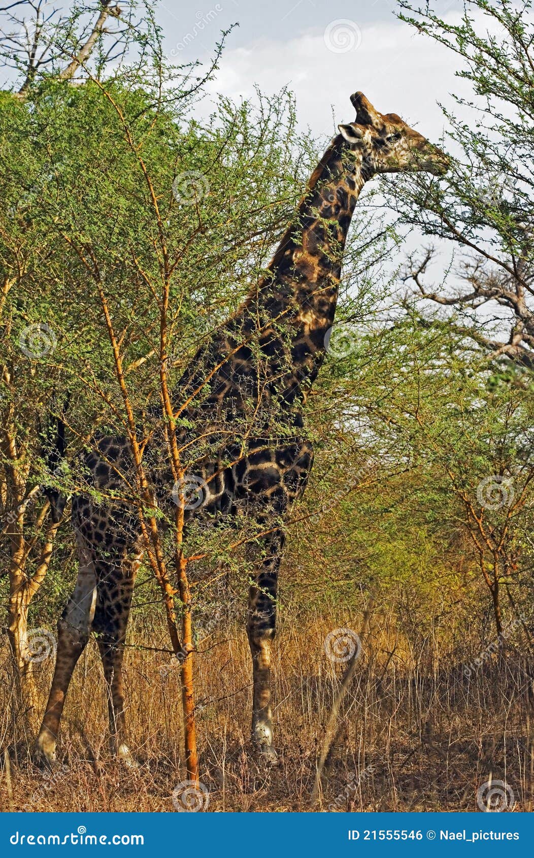 The giraffe stock photo. Image of mammal, tree, leaves - 21555546