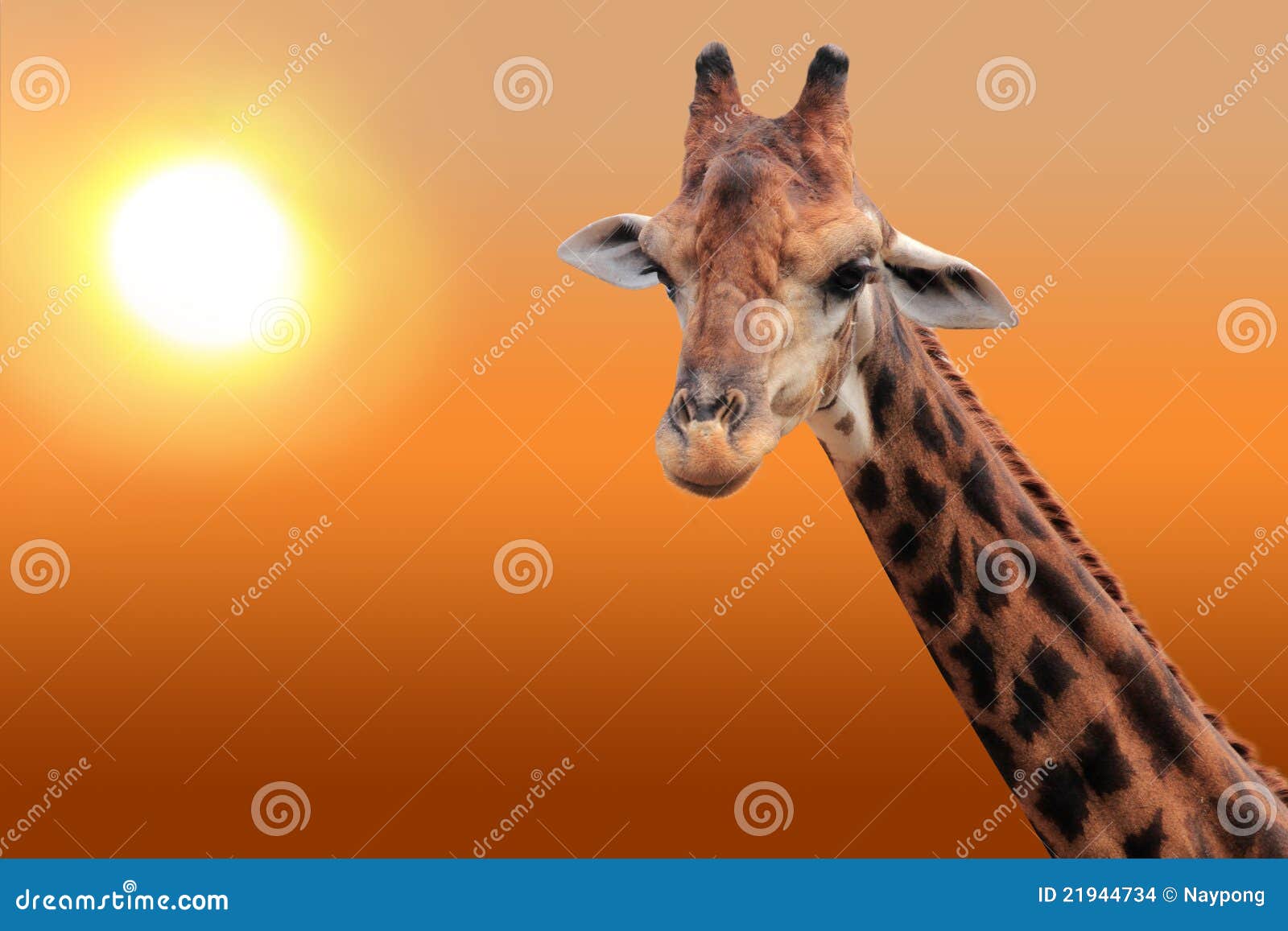Giraffe stock photo. Image of pattern, single, cold, nature - 21944734