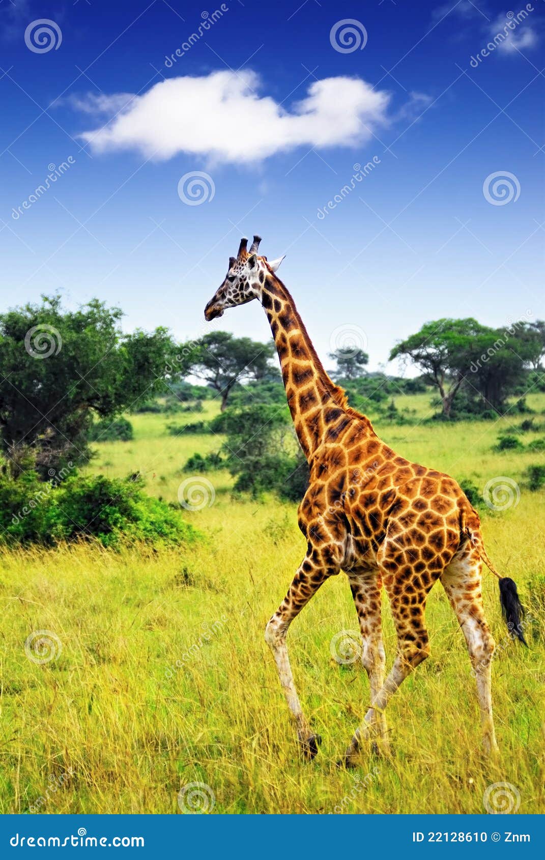 Giraffe stock photo. Image of park, travel, wild, wilderness - 22128610