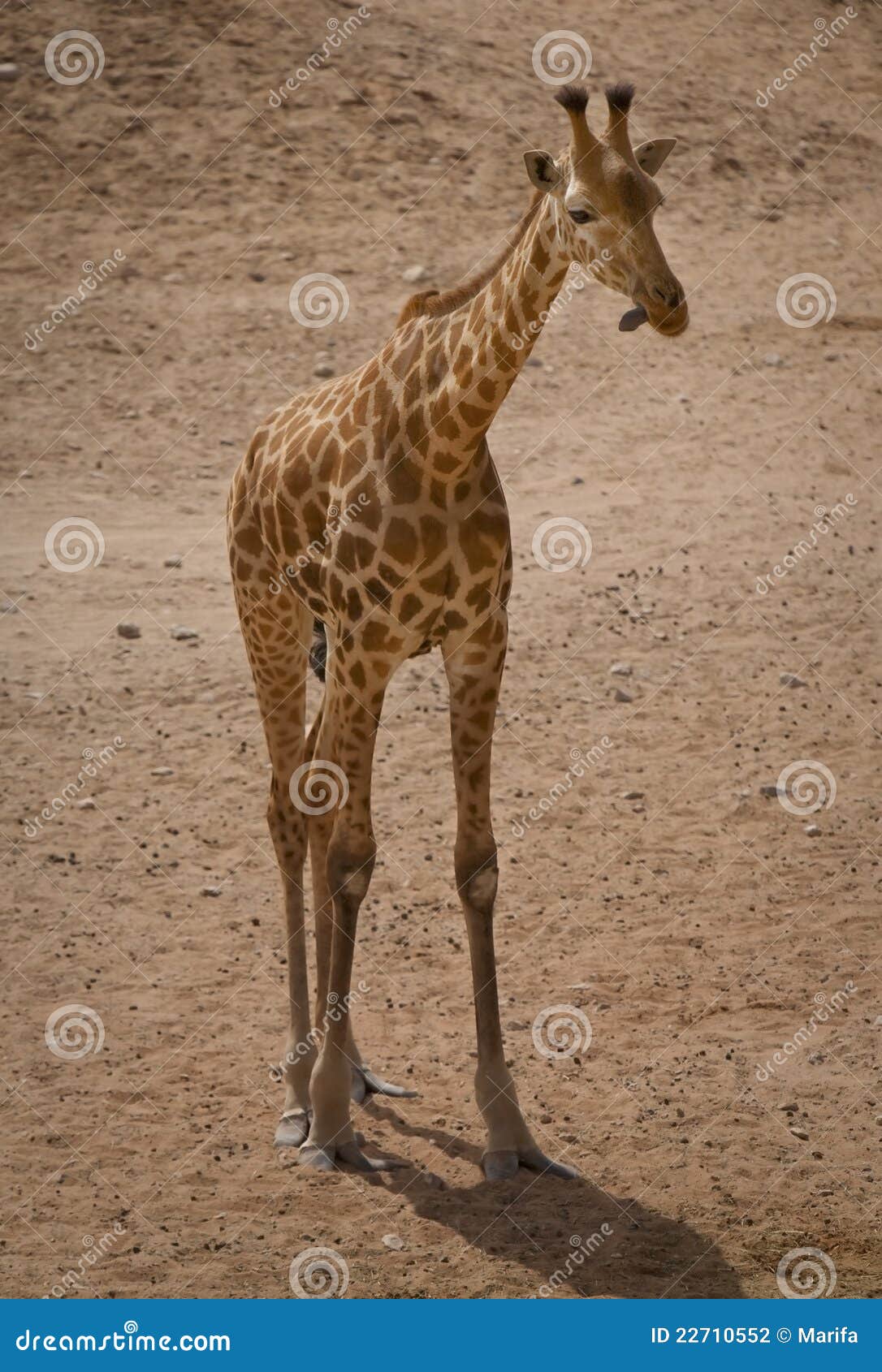 Giraffe stock photo. Image of giraffe, mammal, long, animal - 22710552