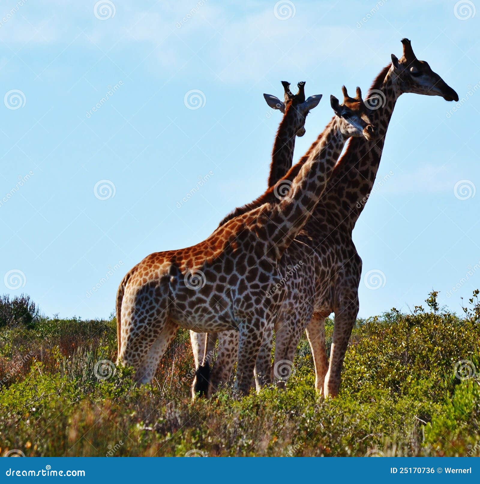 Finebos Stock Photos - Free & Royalty-Free Stock Photos from Dreamstime