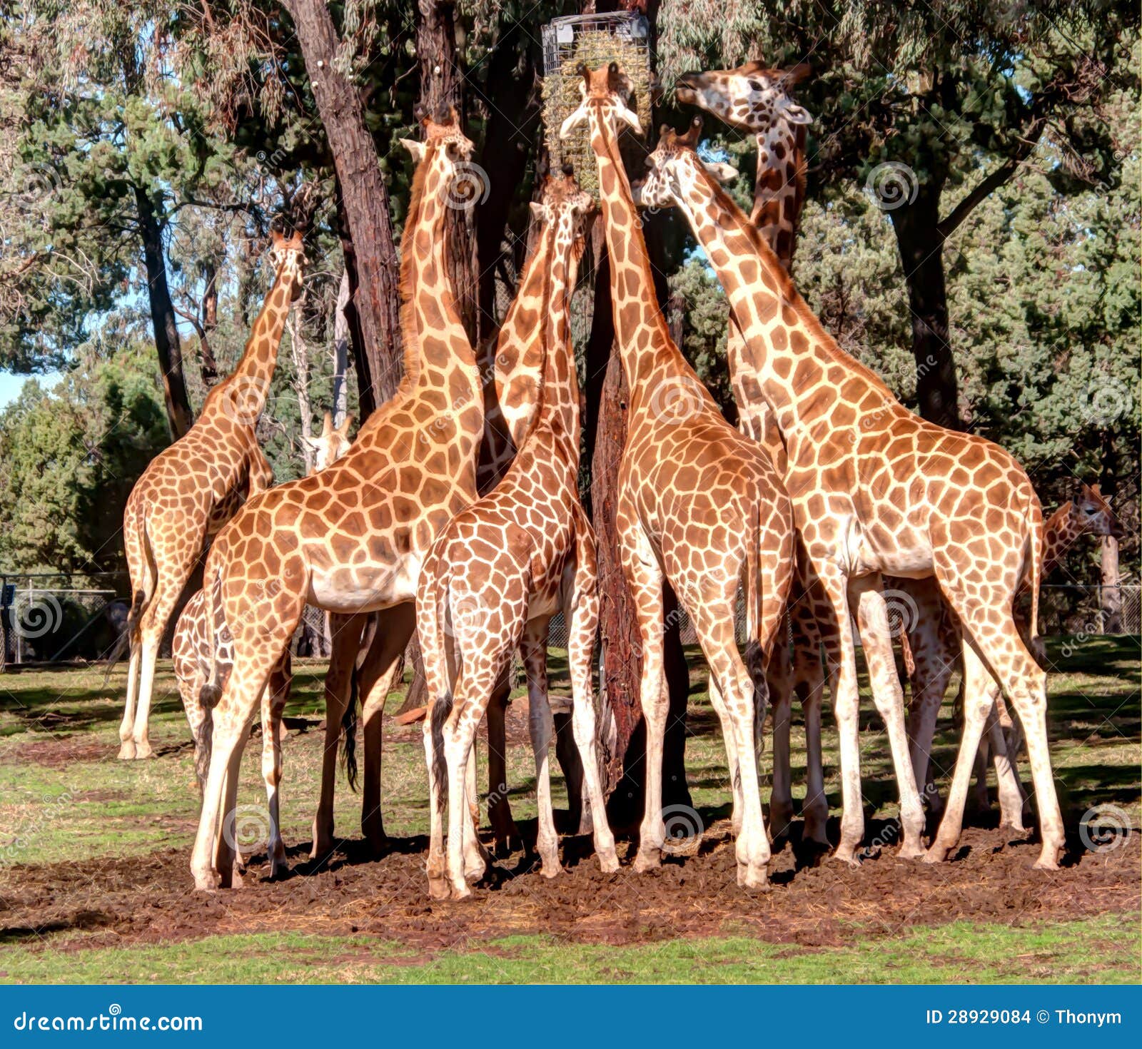 Giraffe stock photo. Image of dubbo, trees, pattern, feed - 28929084