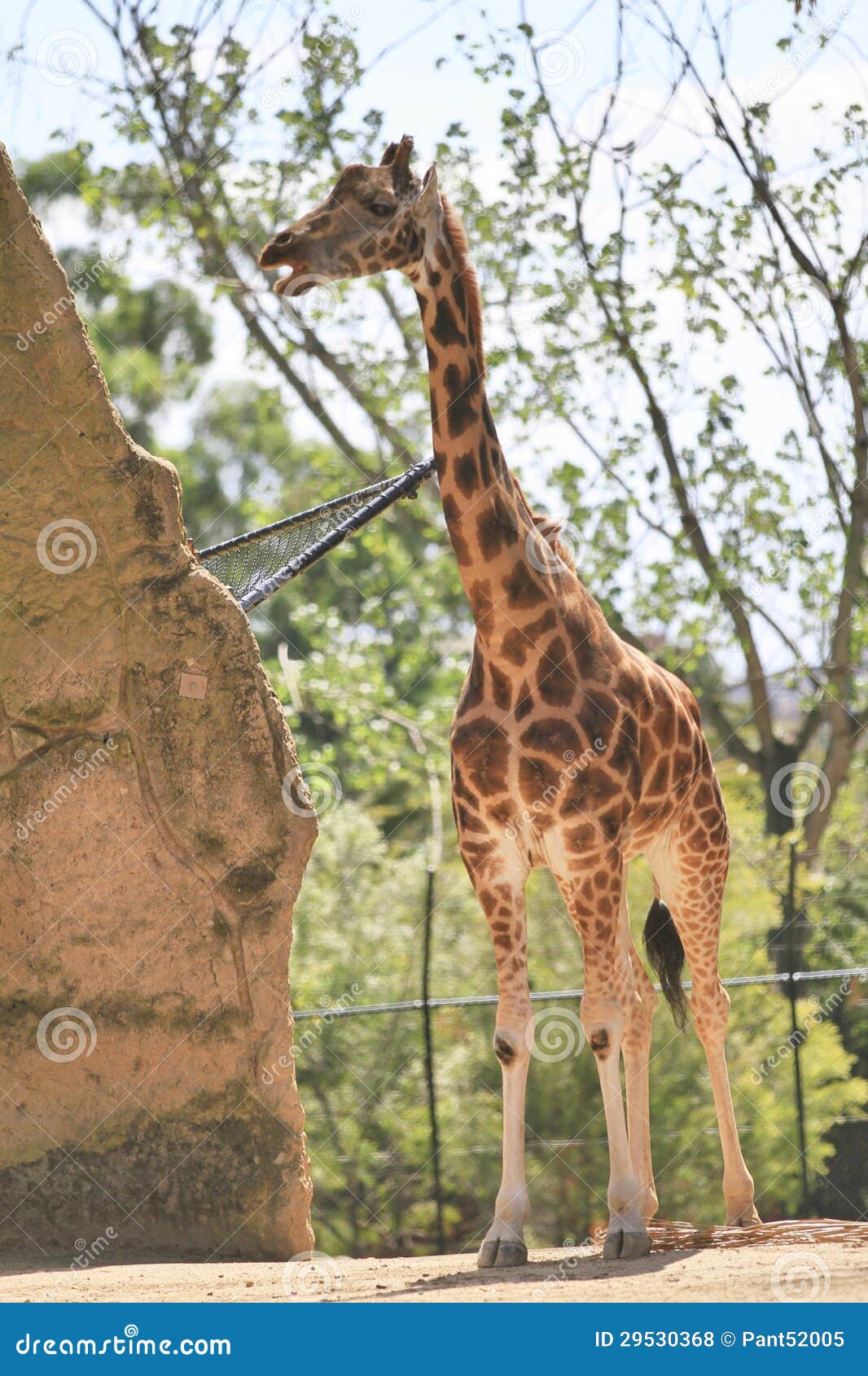 Giraffe stock photo. Image of tall, high, stand, continent - 29530368