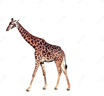 Giraffe stock photo. Image of agile, african, safari, agility - 326378