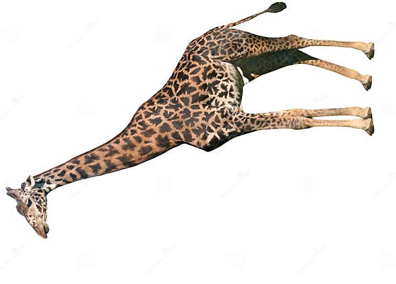 Giraffe stock image. Image of powerful, africa, agile, isolated - 326379