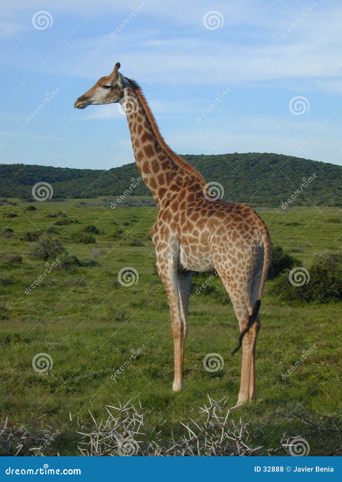 Giraffe stock photo. Image of wildlife, south, animal, african - 32888