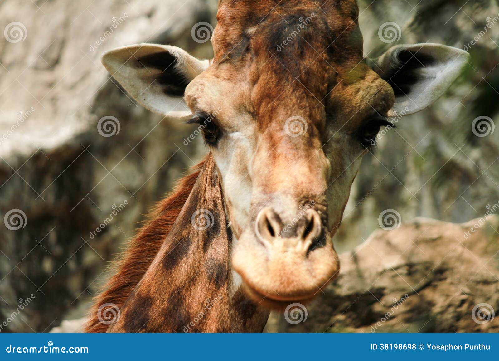 Giraffe stock photo. Image of cage, cell, organism, safari - 38198698