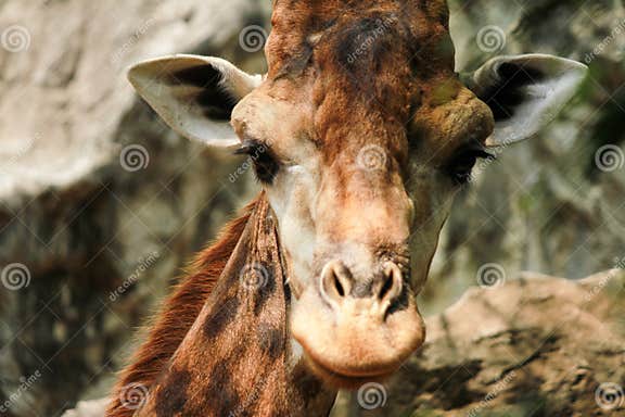 Giraffe stock photo. Image of cage, cell, organism, safari - 38198698