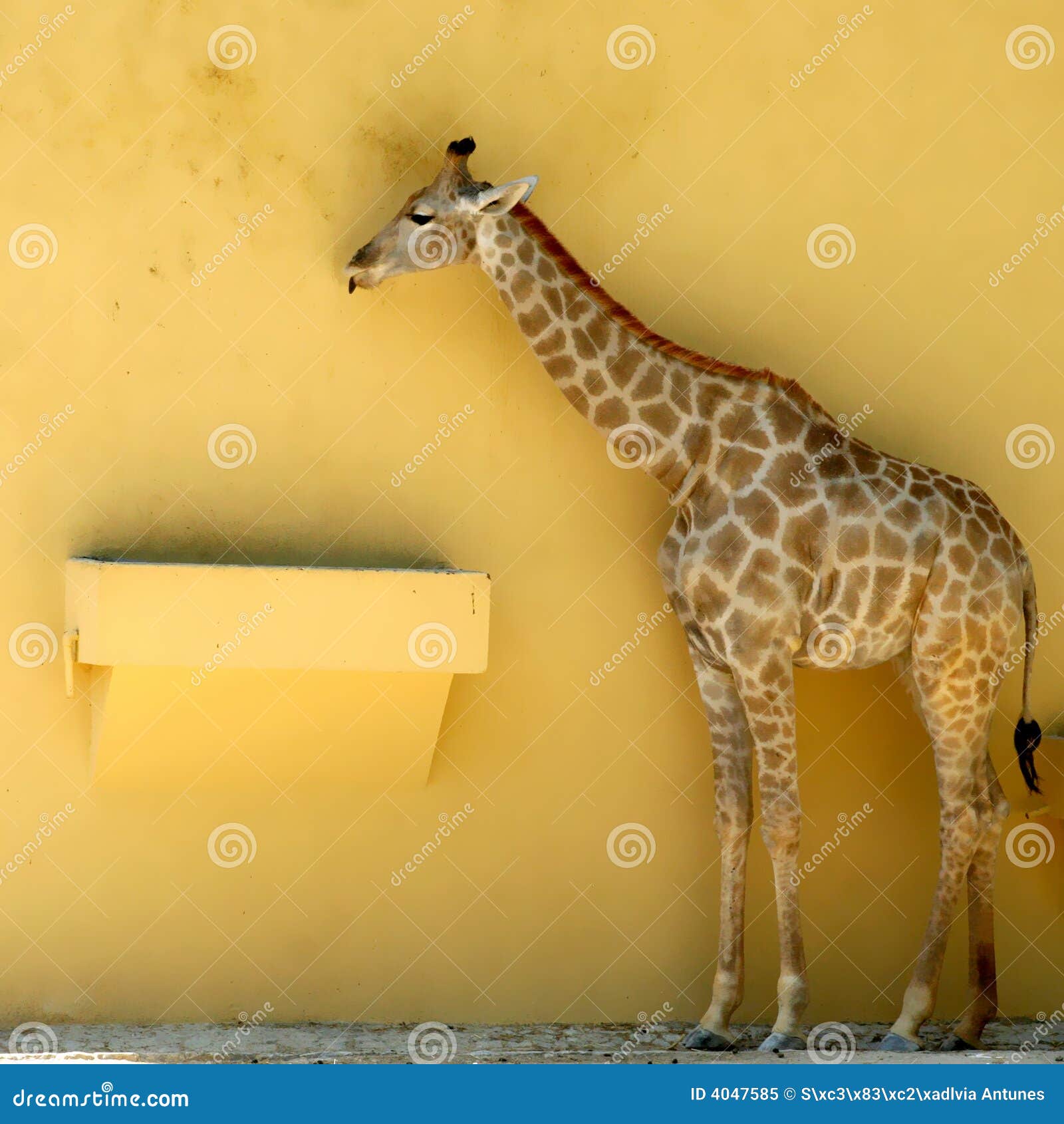 1,327 Giraffe Yellow Zoo Stock Photos - Free & Royalty-Free Stock ...