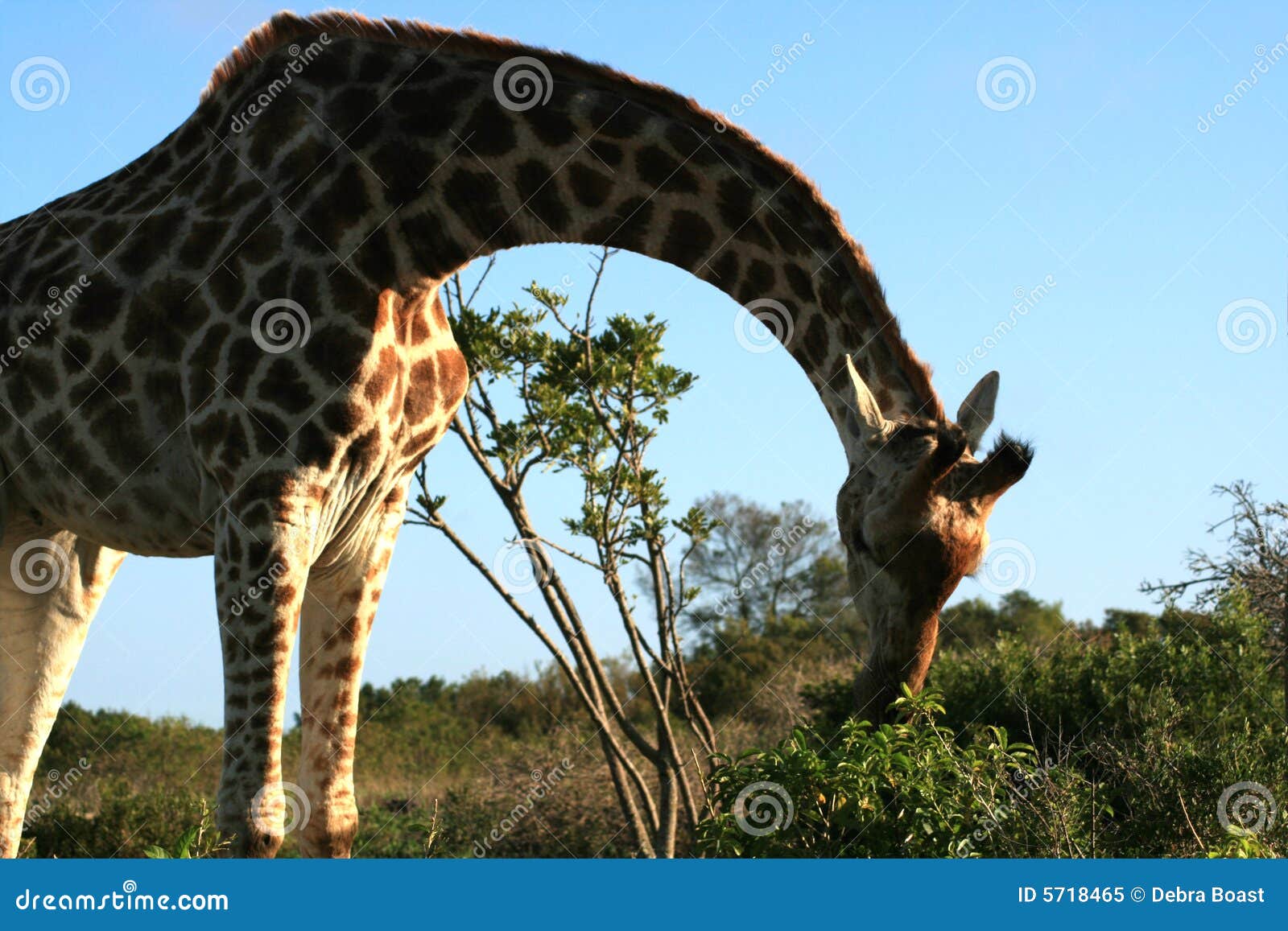 Giraffe stock image. Image of herbivorous, ecology, mammal - 5718465