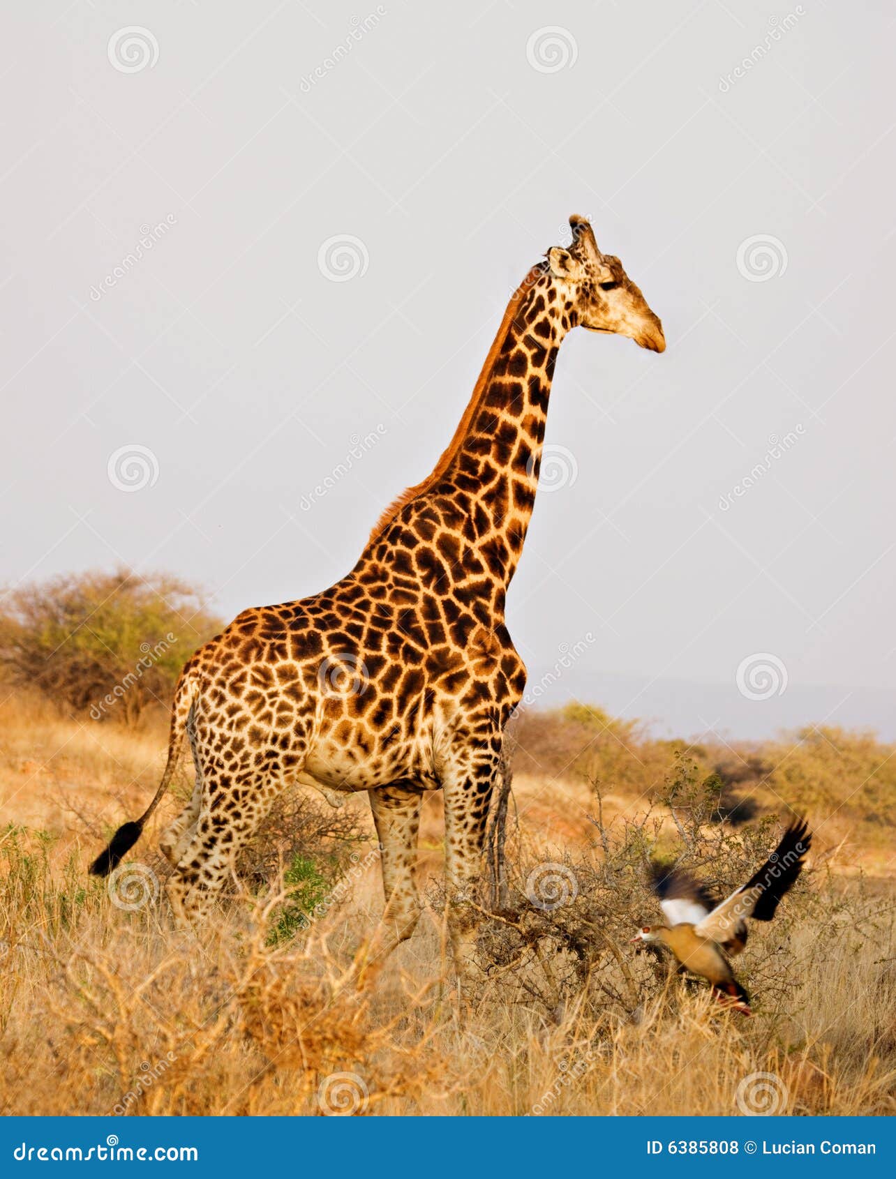Giraffe stock photo. Image of egyptian, neck, herbivorous - 6385808
