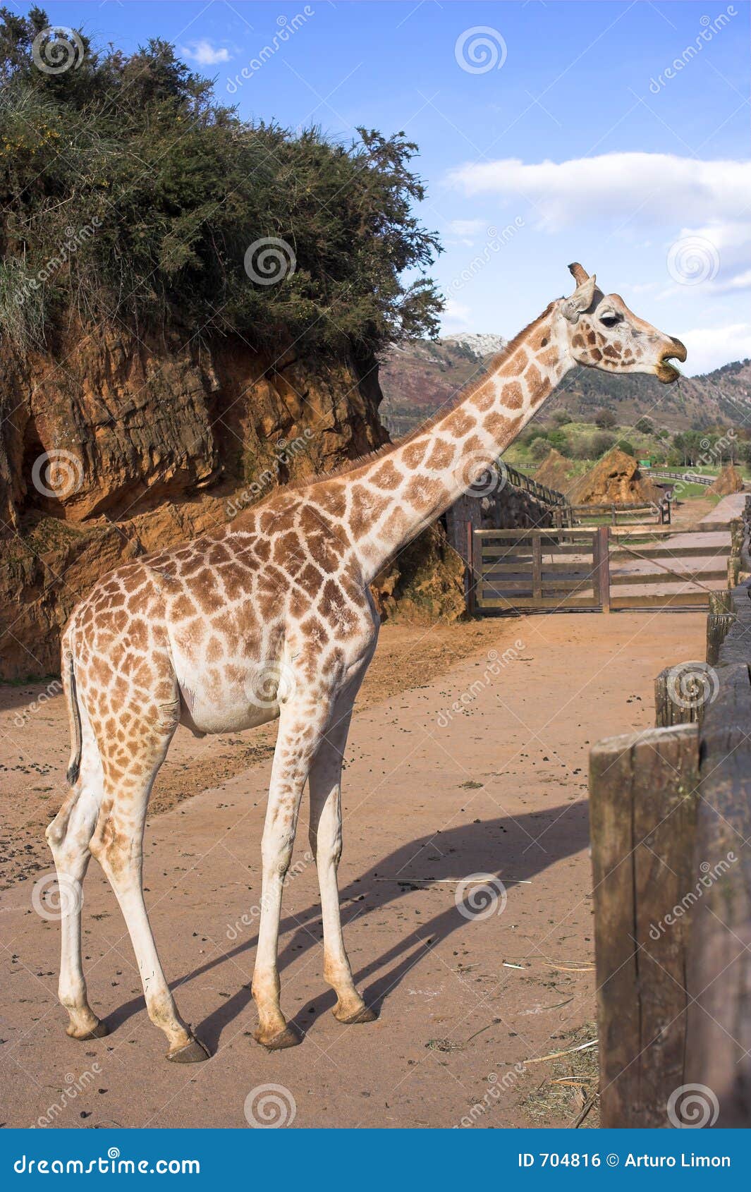 Giraffe stock photo. Image of summer, spring, giraffe, animal - 704816