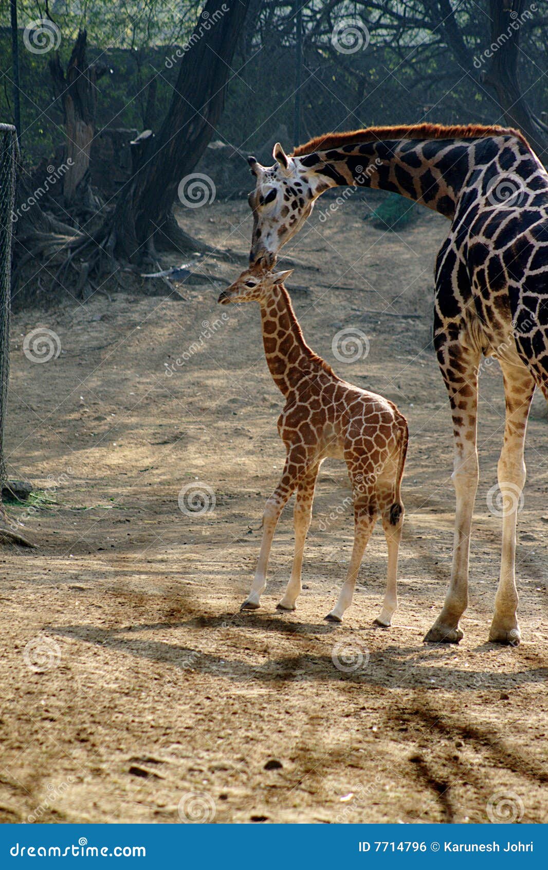 Giraffe stock photo. Image of together, parent, standing - 7714796