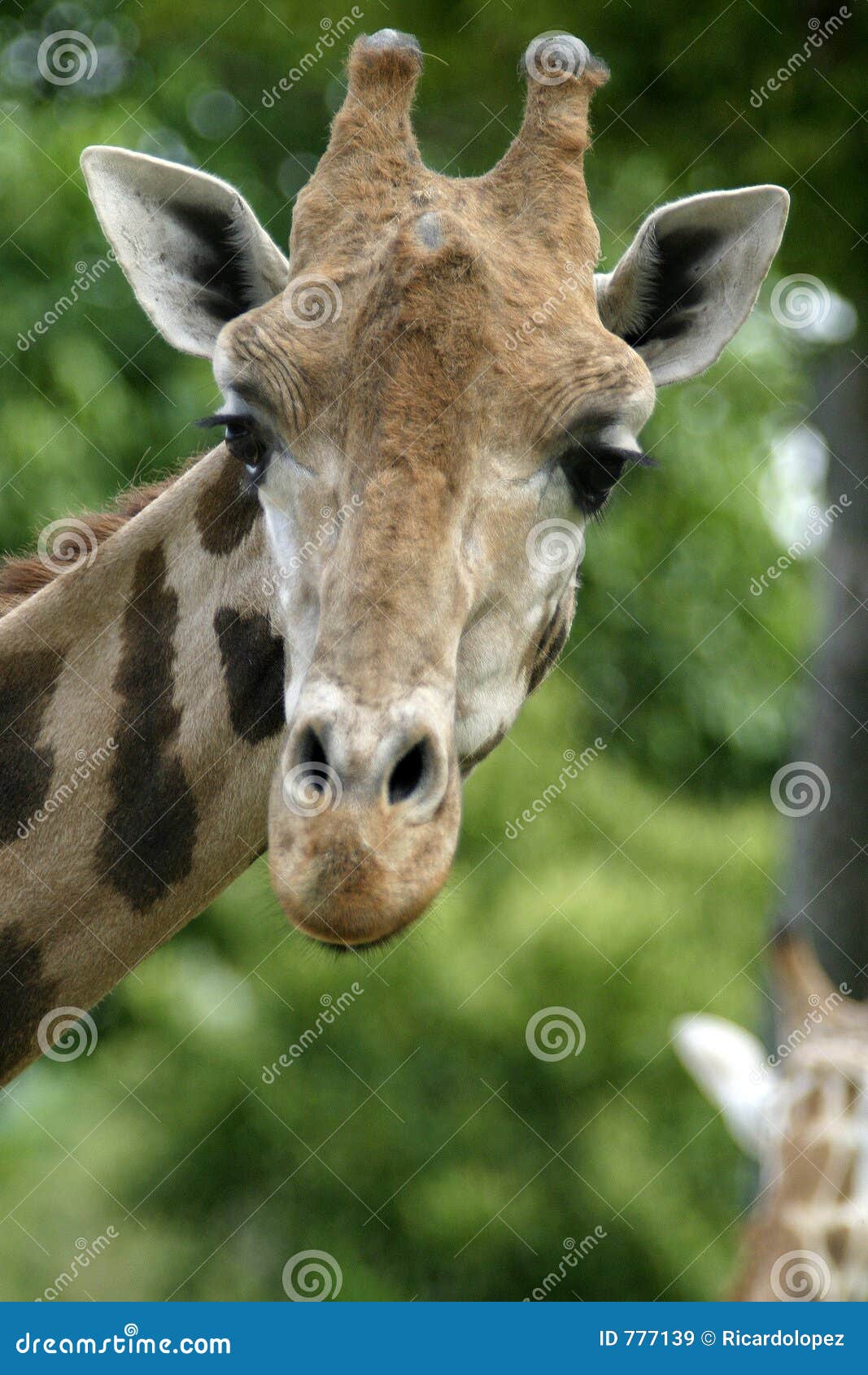 Giraffe stock image. Image of glance, giraffe, hair, wild - 777139