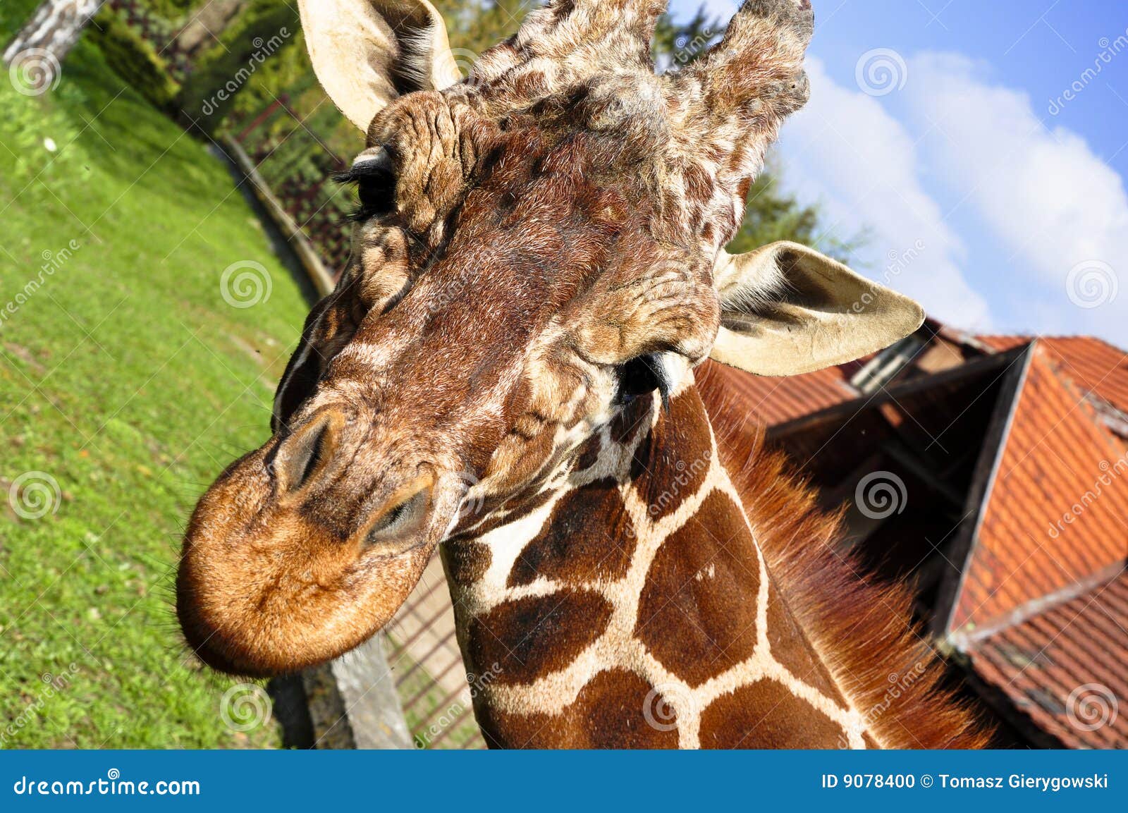 Giraffe stock photo. Image of brown, look, cute, girafe - 9078400