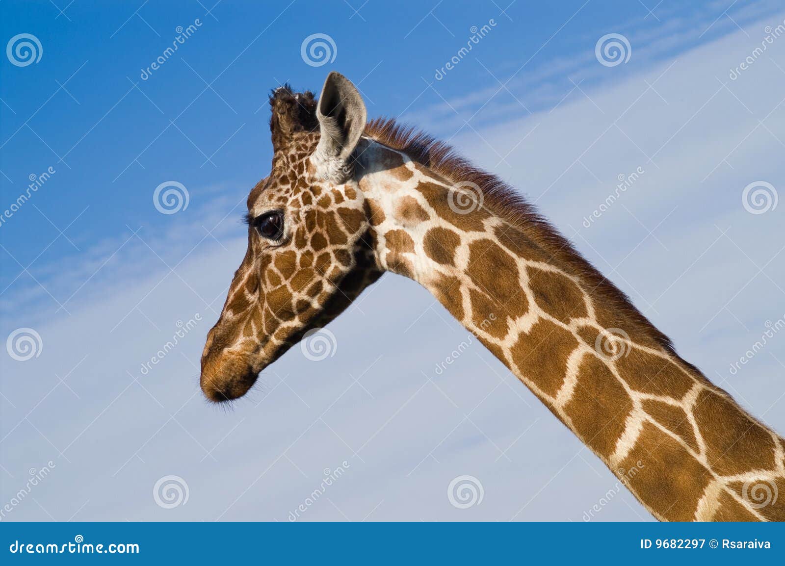 Giraffe stock image. Image of ears, furry, closeup, cloud - 9682297