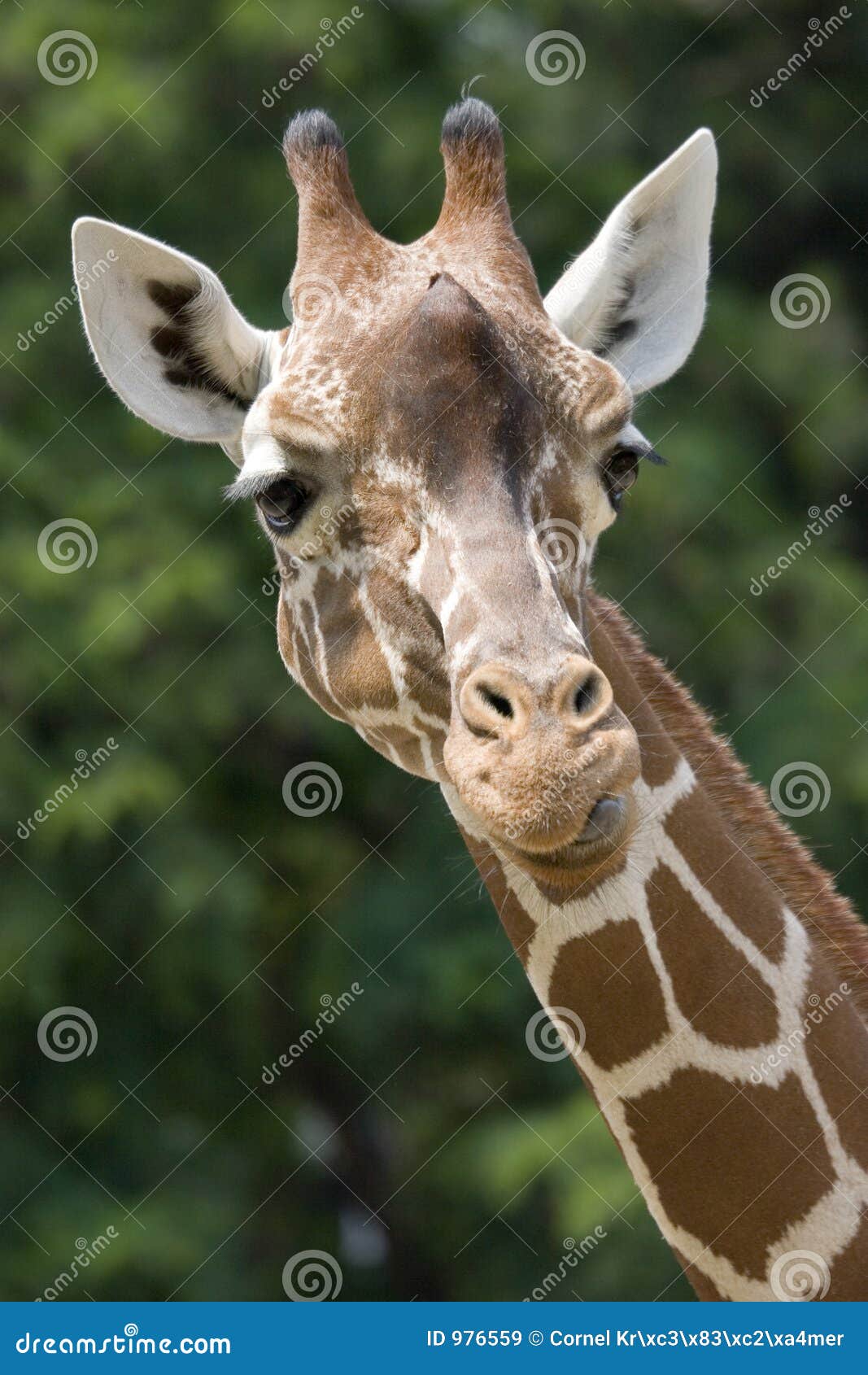 Giraffe stock image. Image of spots, wildlife, africa, mammal - 976559