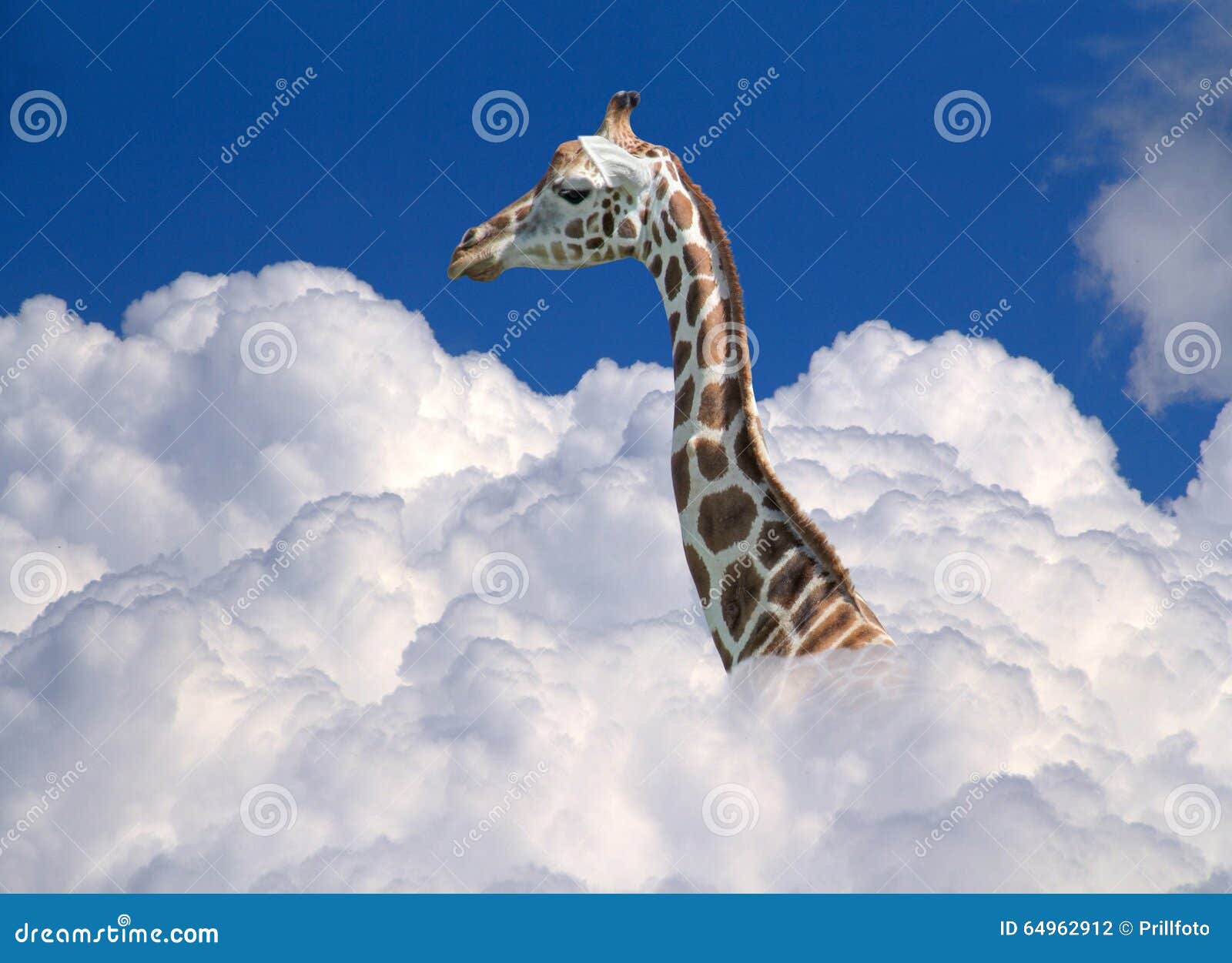 Giraffe above clouds stock photo. Image of overview, long - 64962912