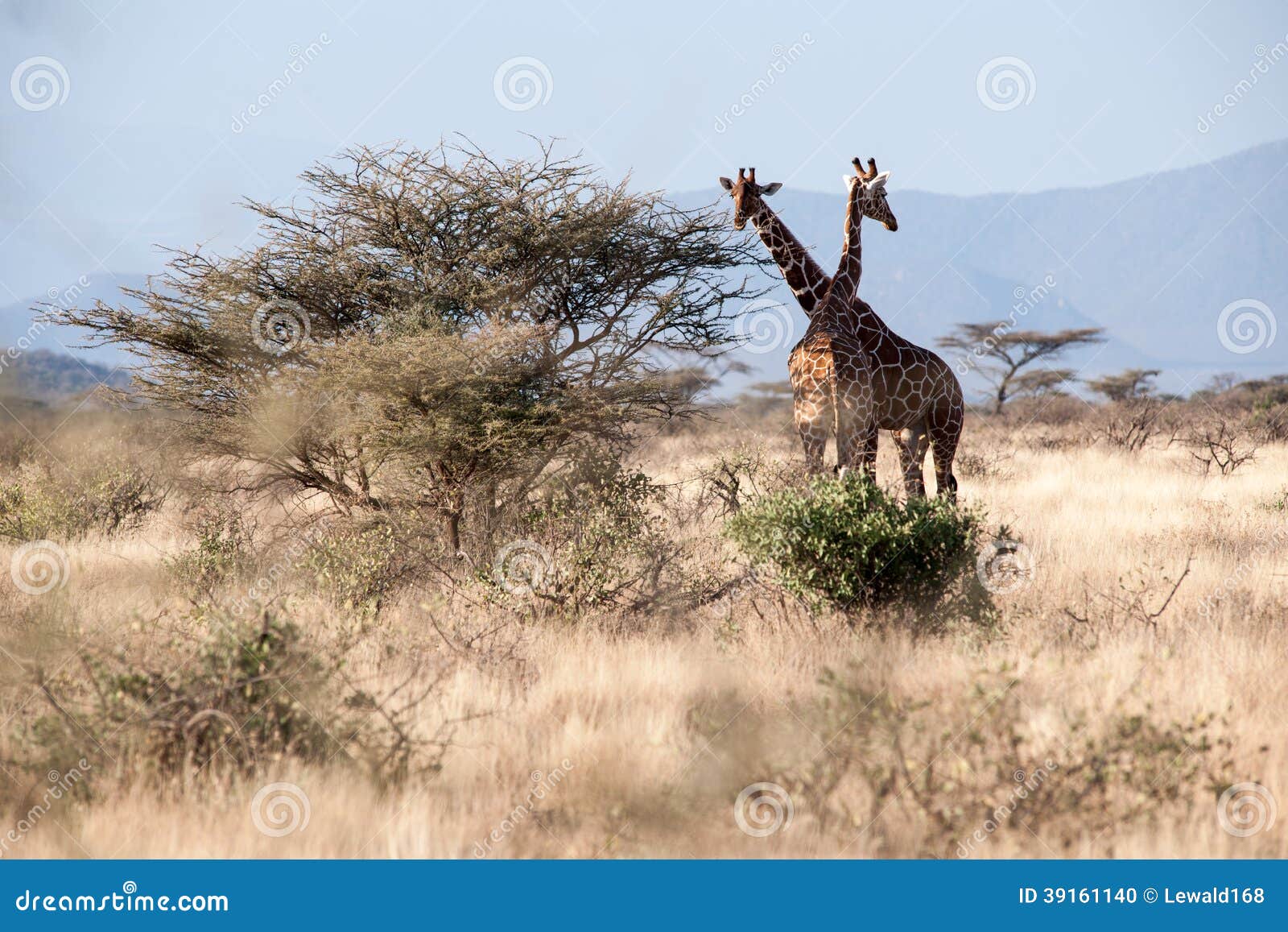Giraffe And Acacia Tree Stock Photography | CartoonDealer.com #7255610