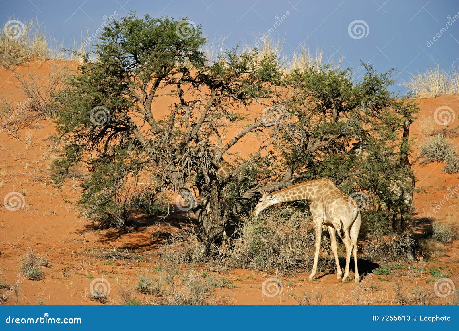 Giraffe and Acacia tree stock photo. Image of giraffe - 7255610
