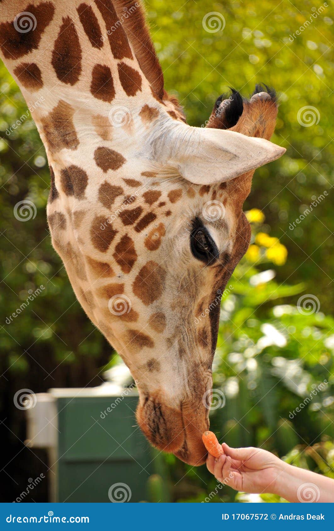 Giraffe Accepts Carrot from a Human S Hand Stock Photo - Image of ...