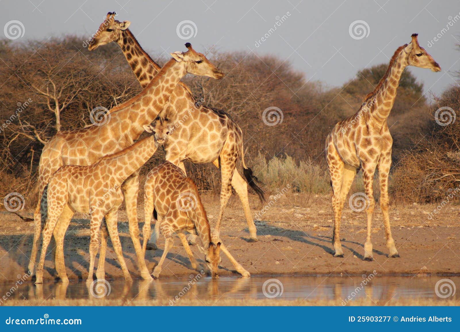 Giraffe - Africa S Golden Patterns 2 Stock Image - Image of eyesight ...