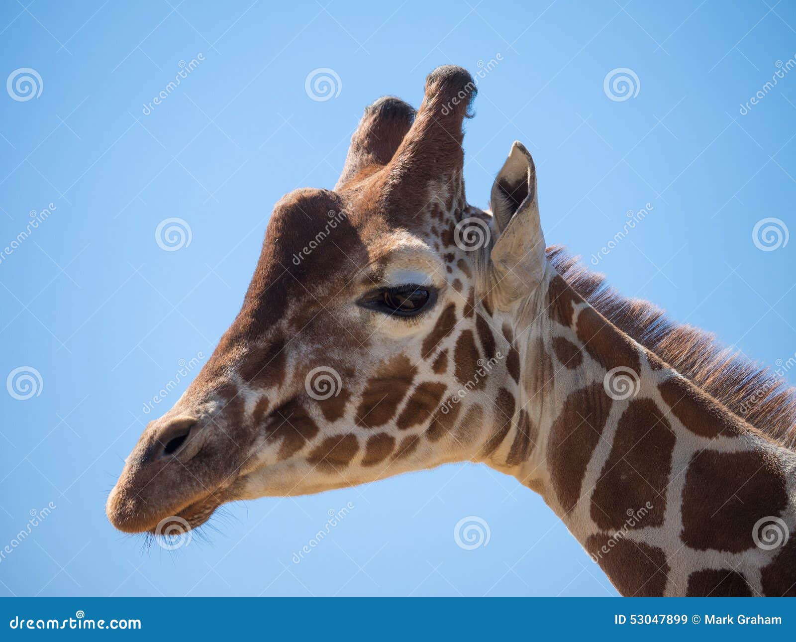 Laughing Giraffe Stock Photo | CartoonDealer.com #30207870