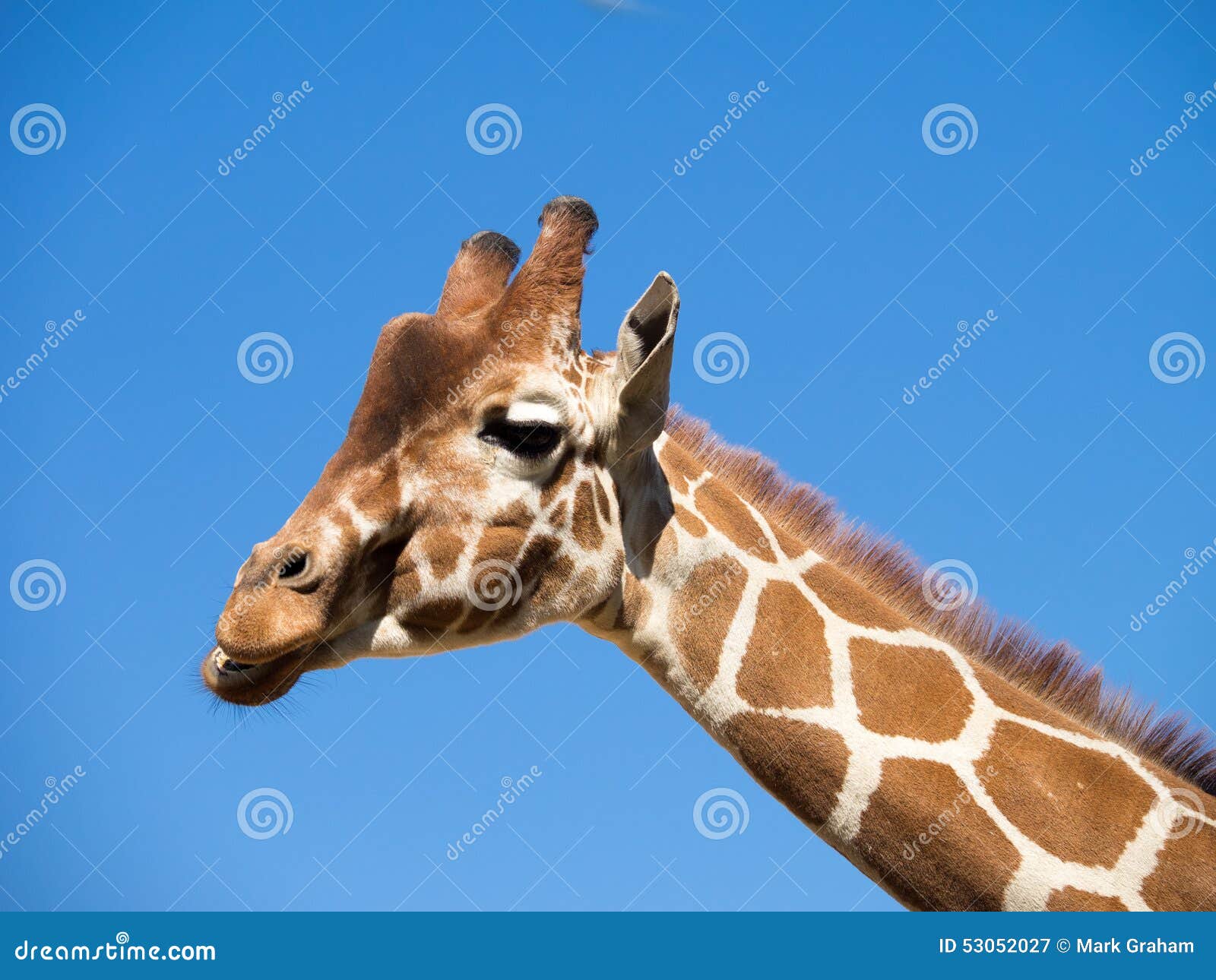Laughing Giraffe Stock Photo | CartoonDealer.com #30207870