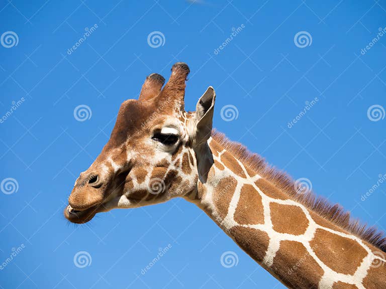Giraffe against blue sky stock image. Image of long, neck - 53052027