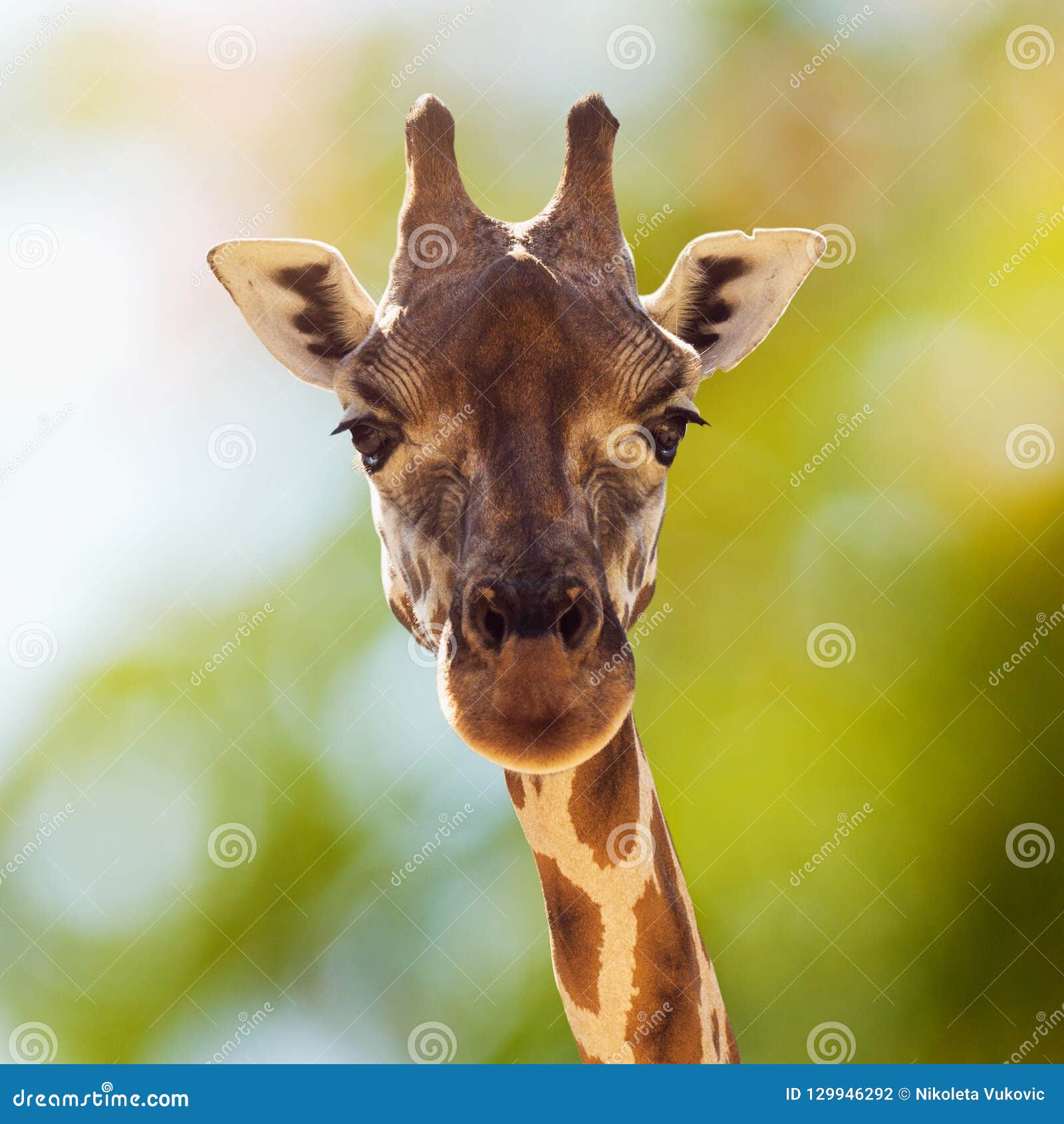 Giraffe animal portrait stock photo. Image of savannah - 129946292