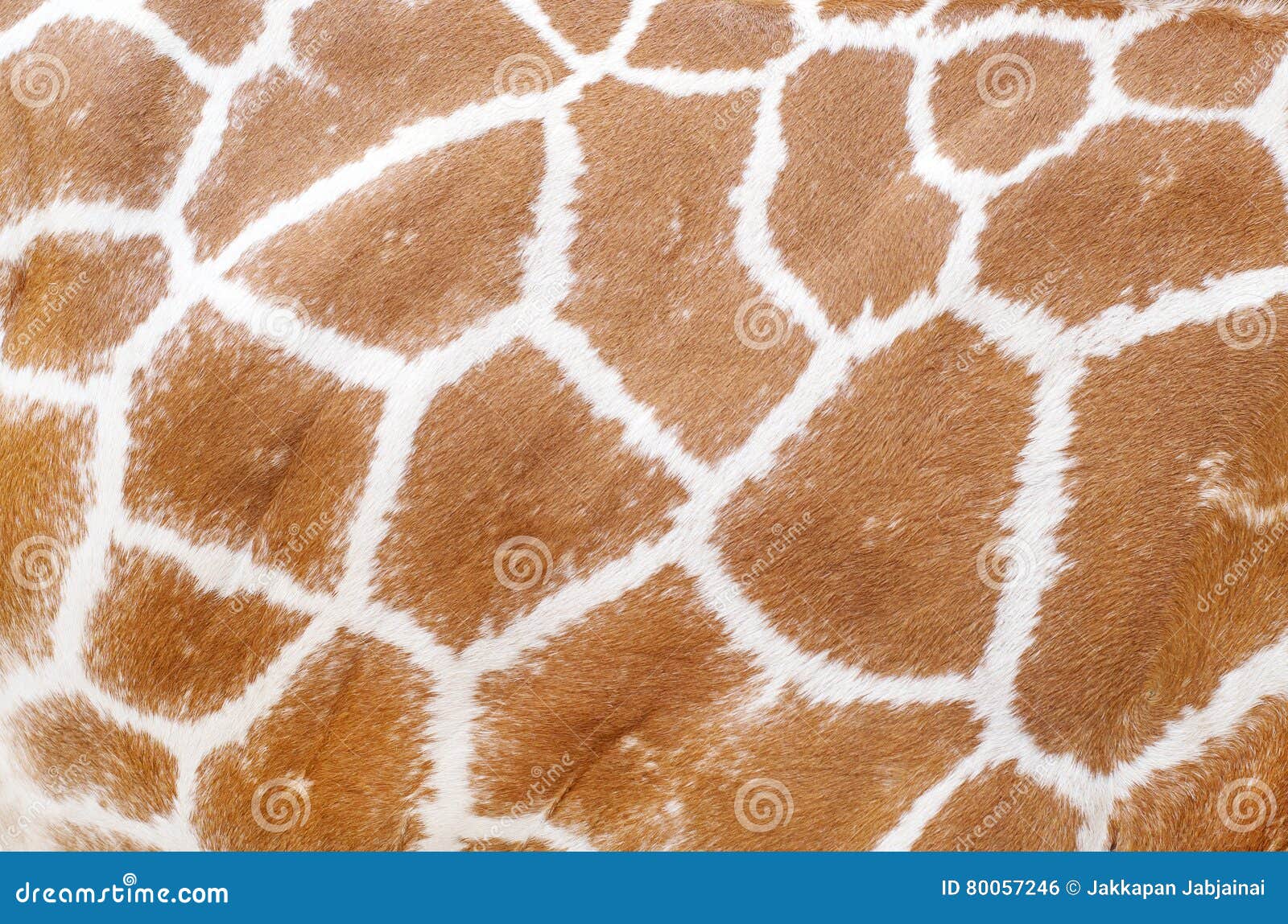 Animal Skin Texture Stock Photography | CartoonDealer.com #15906242