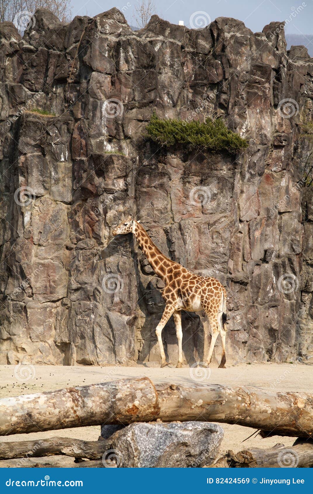 Giraffe stock image. Image of face, rock, working, giraffe - 82424569