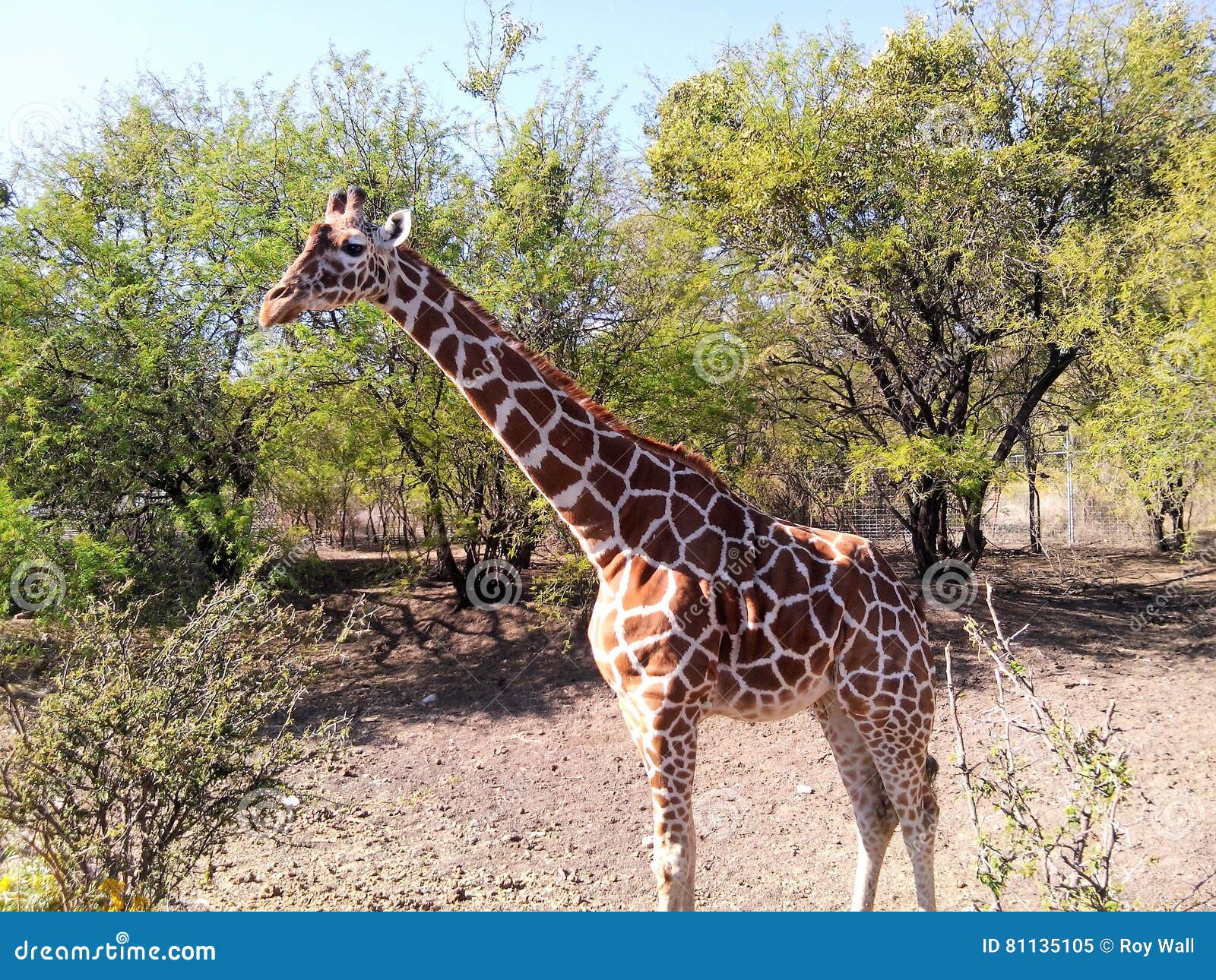 Giraffe stock image. Image of jungle, wild, giraffe, animals - 81135105