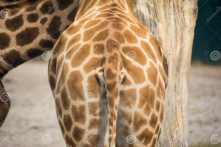 Giraffe stock image. Image of close, african, orange - 58938039