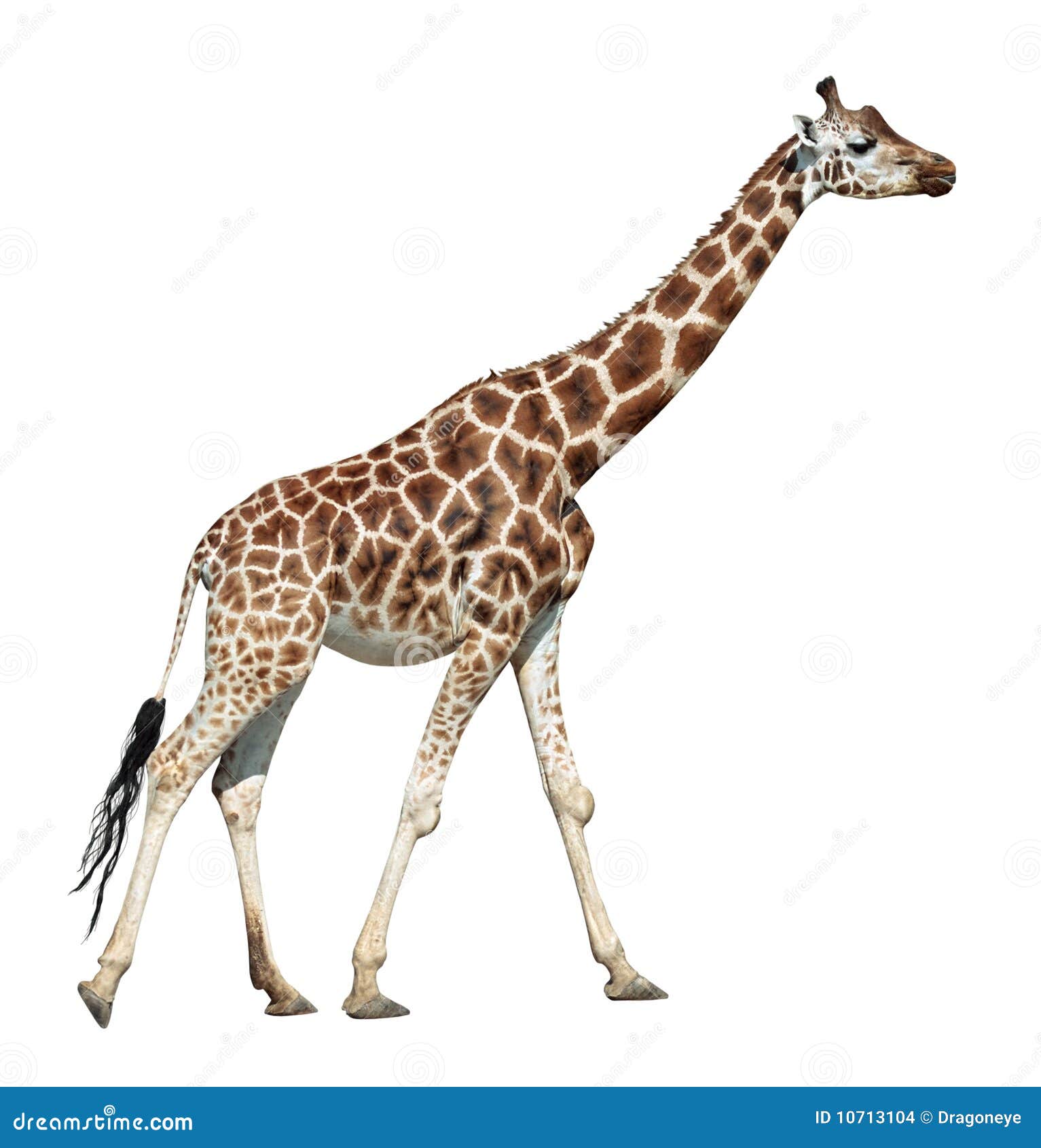 Giraffe auf Bewegung stockfoto. Bild von foto, bewegen - 10713104