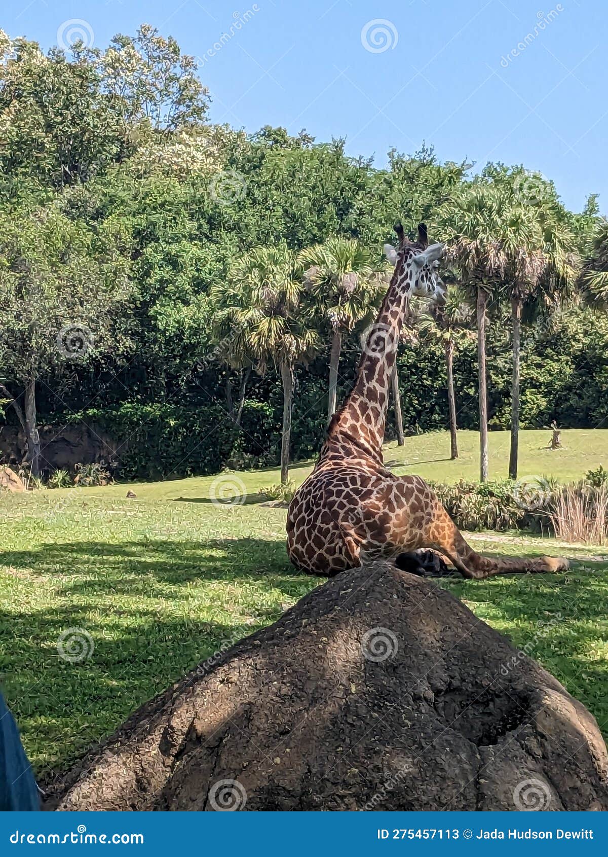 Giraffe from the back stock image. Image of wildlife - 275457113