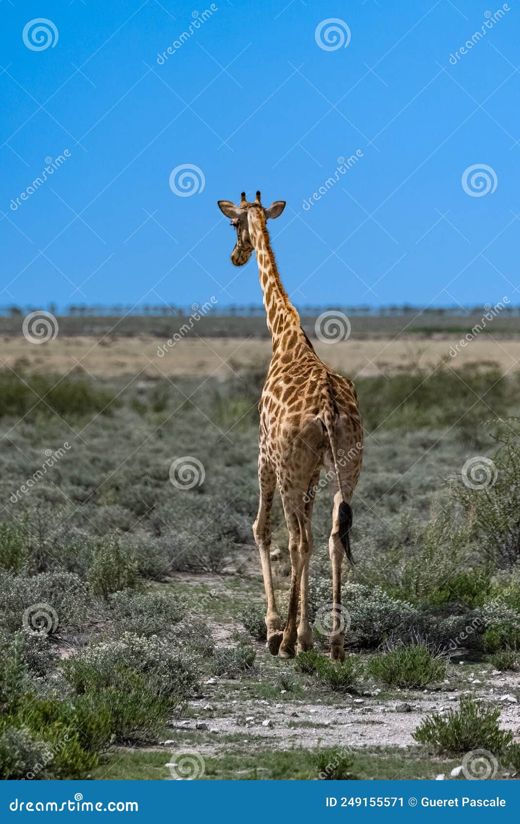 A giraffe back-walking stock image. Image of back, cute - 249155571