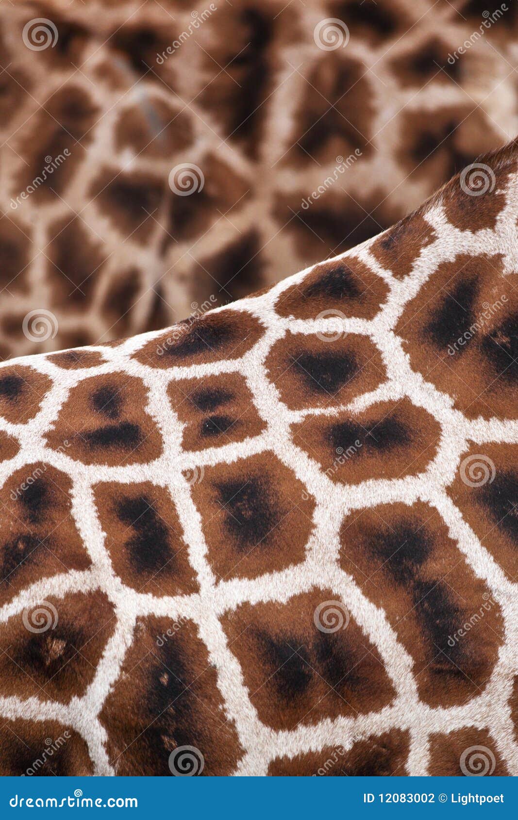 Giraffe background texture stock photo. Image of animal - 12083002
