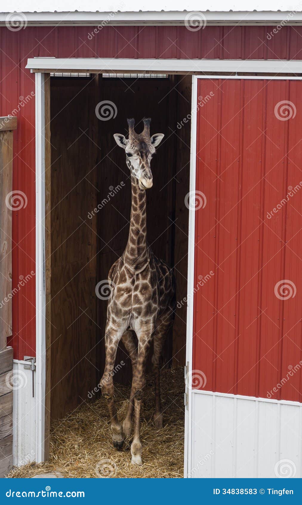 Giraffe in barn stock image. Image of wild, africa, tall - 34838583