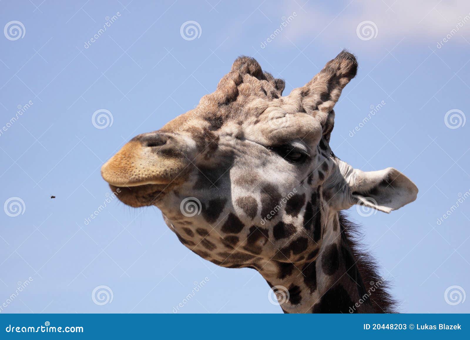 Giraffe and bee stock image. Image of giraffe, nature - 20448203