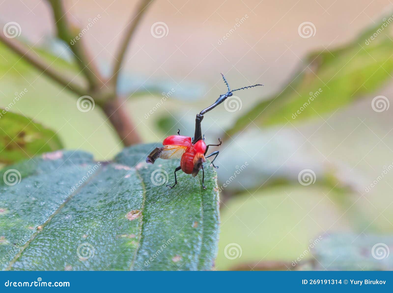 Giraffe Beetle on a Tree in the National Park Stock Photo - Image of ...
