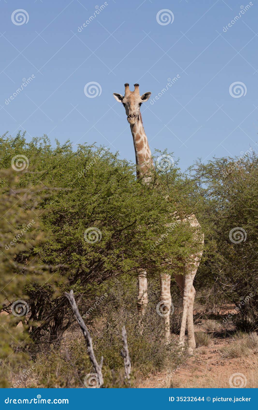 Giraffe behind the bush stock photo. Image of stand, nature - 35232644