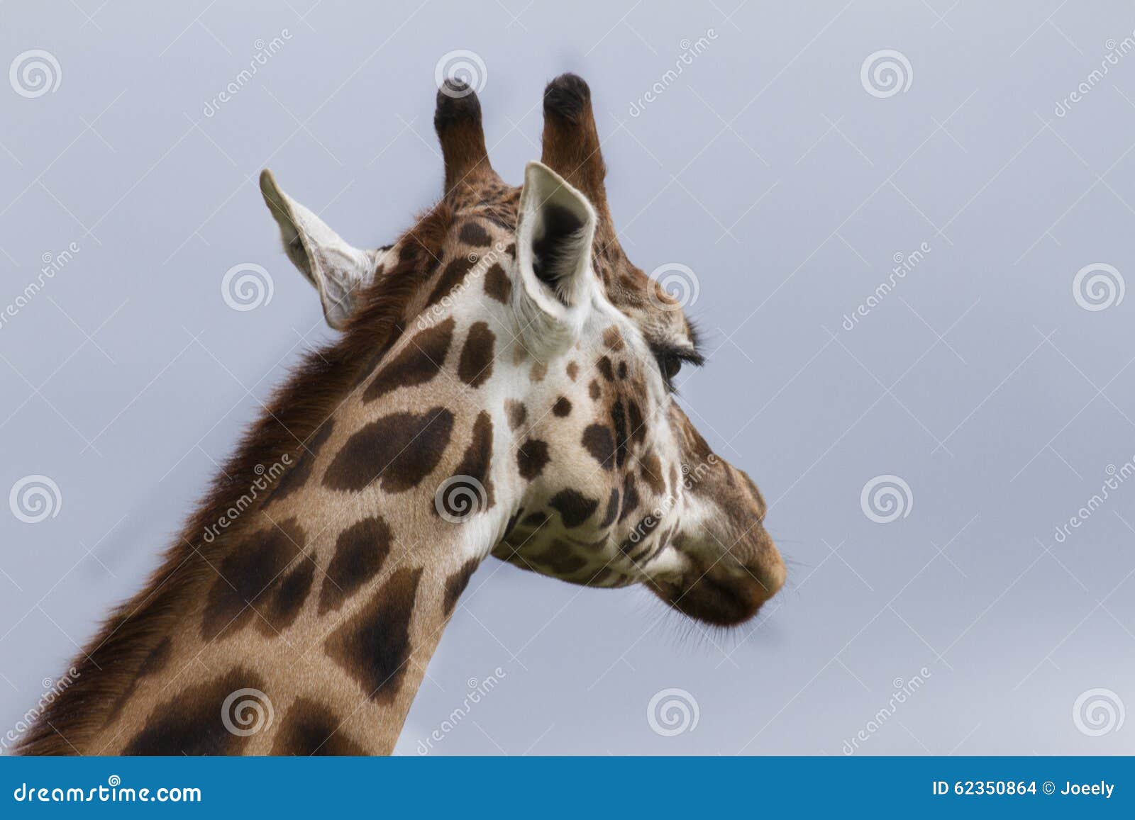 Giraffe from Behind stock photo. Image of safari, brown - 62350864