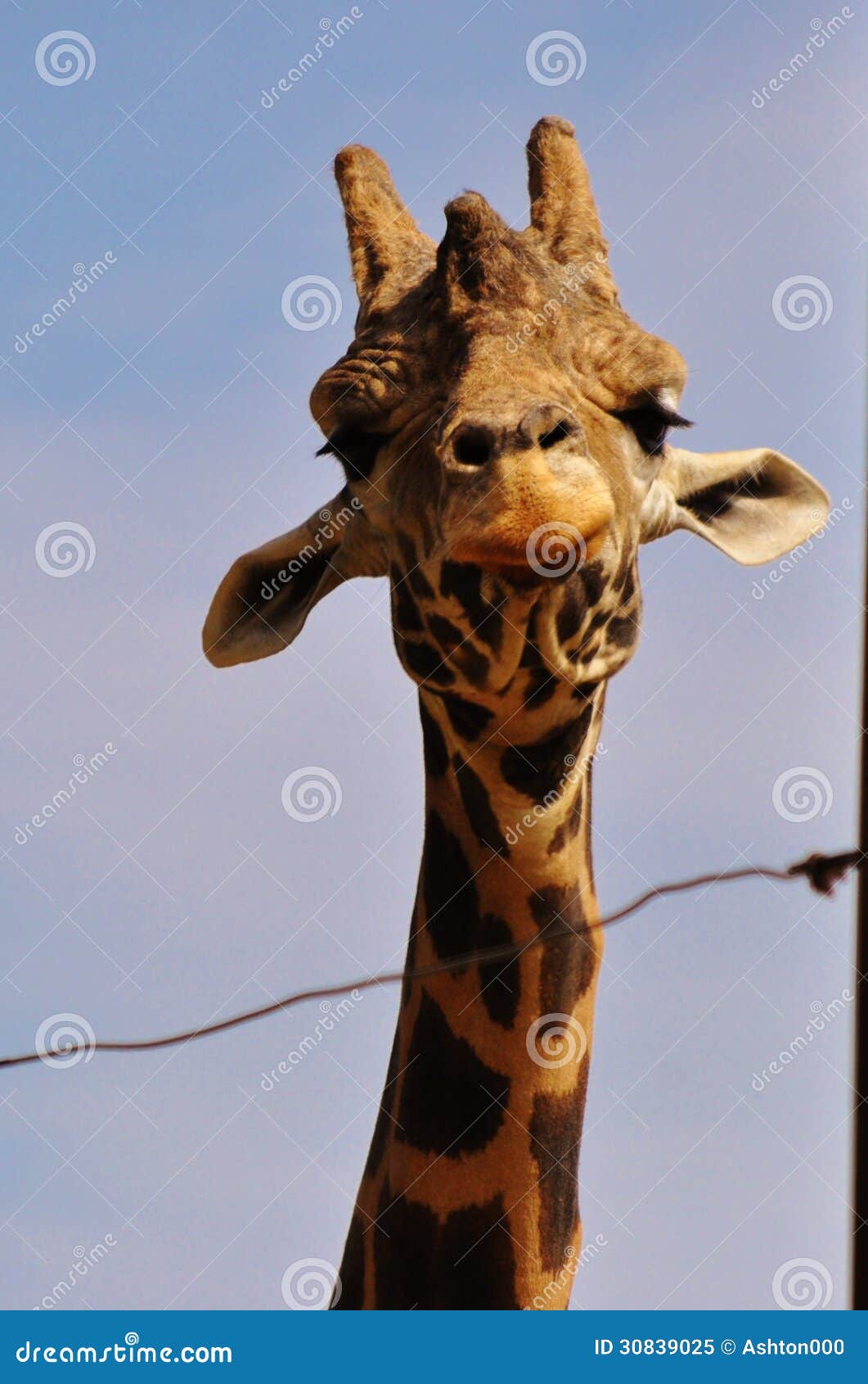 Giraffe Behind Fence In Zoo Stock Image | CartoonDealer.com #178885339