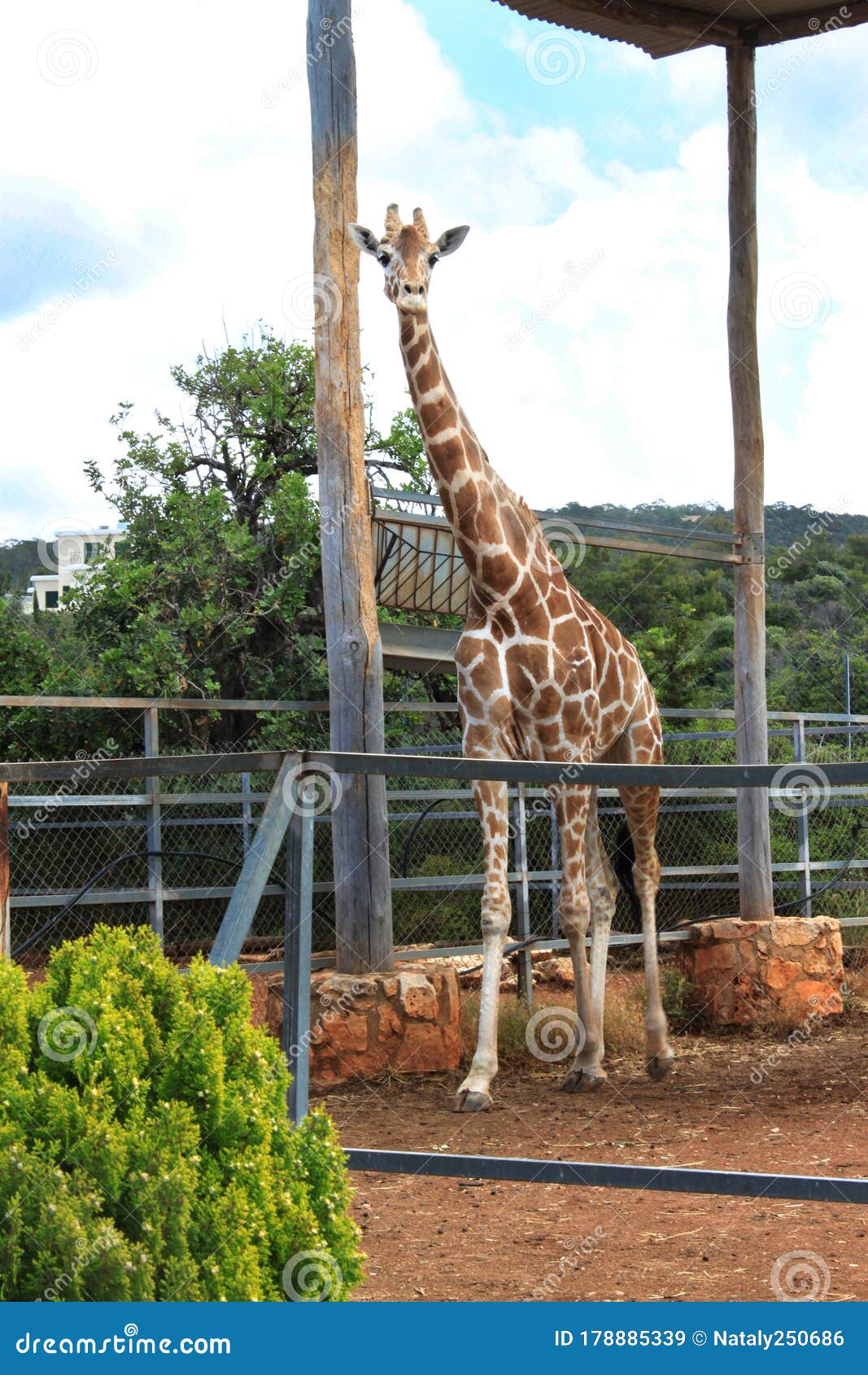 Giraffe Behind Fence in Zoo Stock Image - Image of animal, long: 178885339